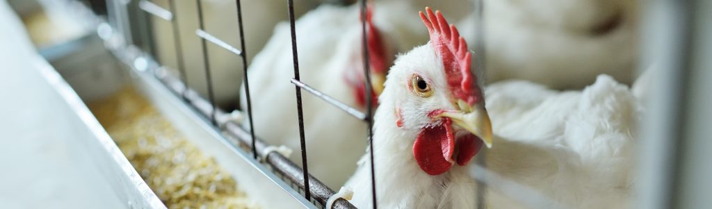 Avian Influenza (H5N1) – Department of Public Health