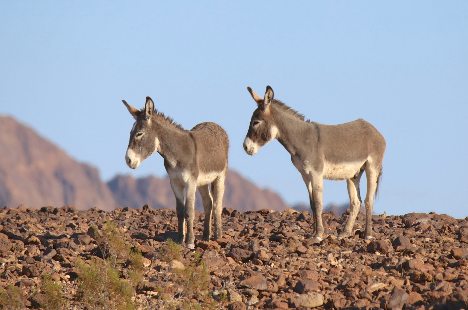 San Bernardino County partners with DonkeyLand for wild burro services ...